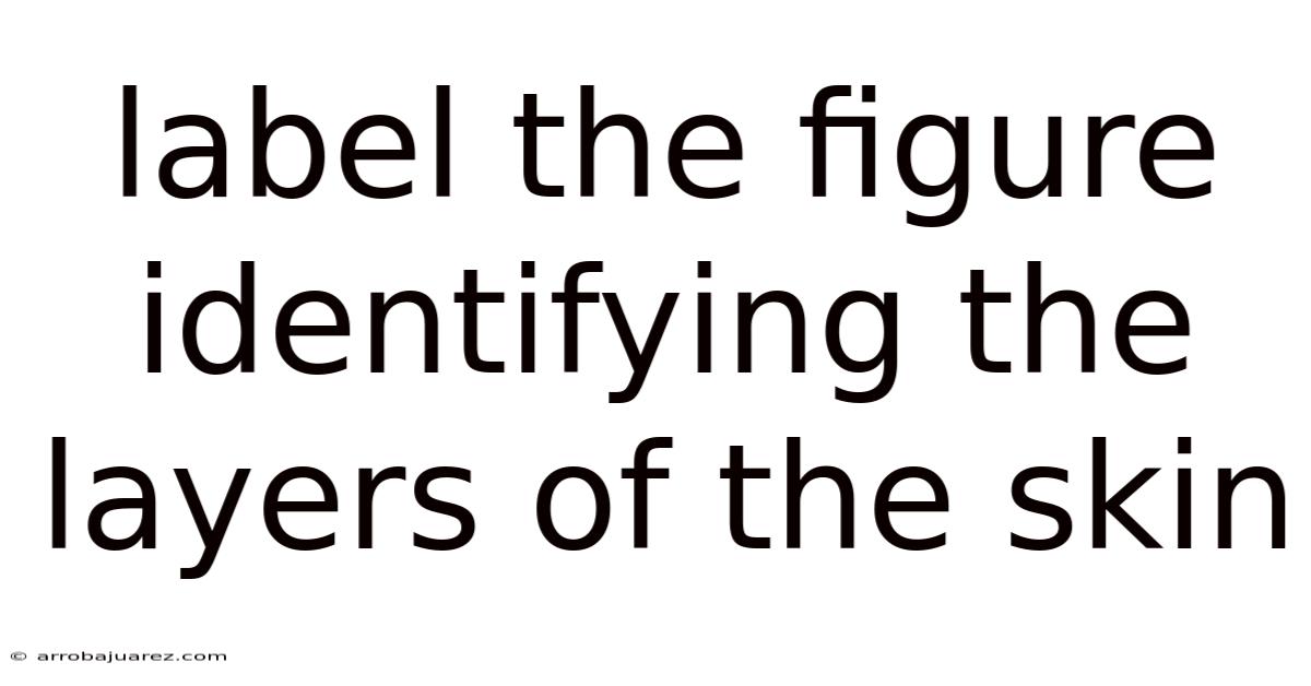 Label The Figure Identifying The Layers Of The Skin